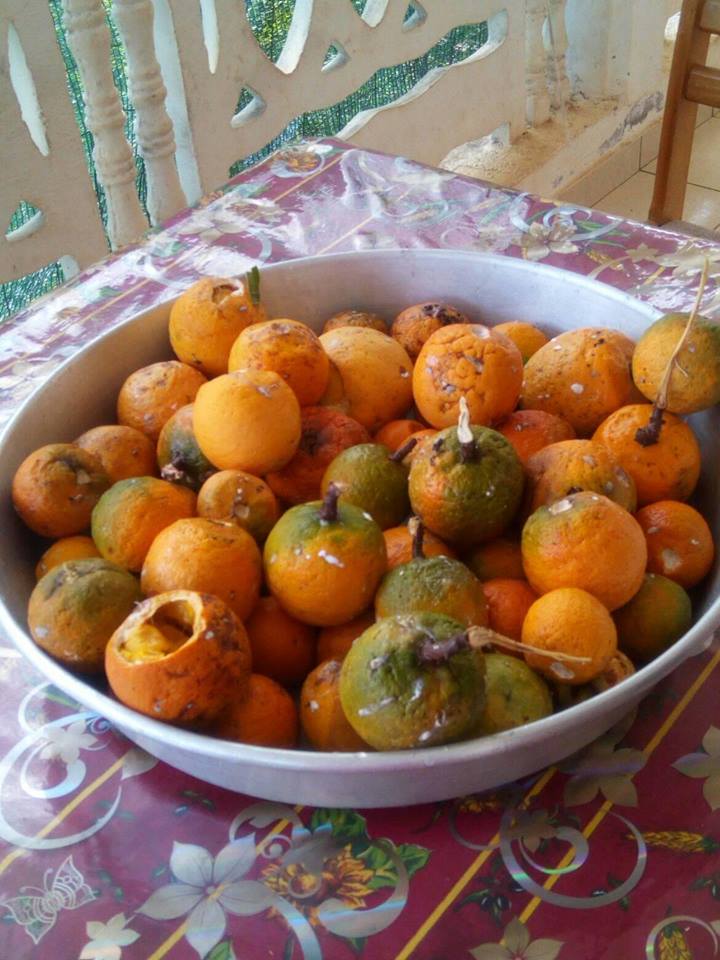 Partager le Voyage: LE HUBU-HUBU, jolie liane de Mayotte