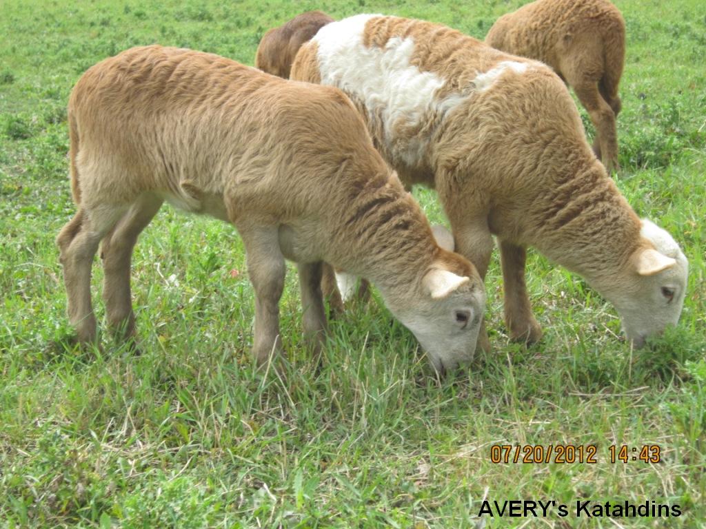 AVERY's KATAHDIN SHEEP: I'm Baaaaa-ck!