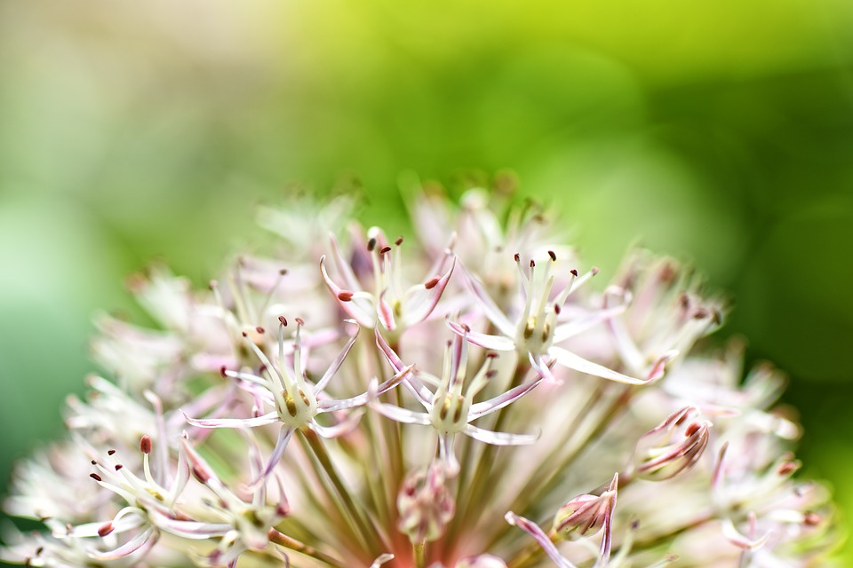 Allium sativum «ajo» - Id Plantae