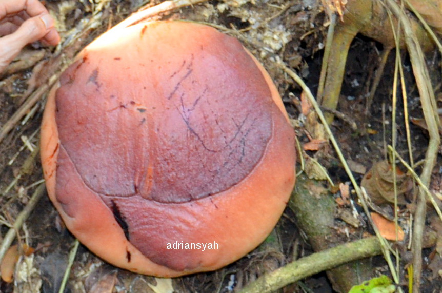 Virtual Adrian: The Differences Between Rafflesia Arnoldii And Carrion ...