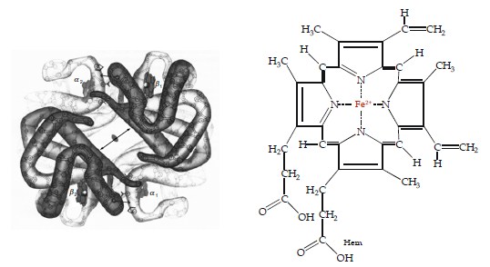 Pengertian Protein dan Struktur Asam Amino Penyusunnya - Rumus Kimia