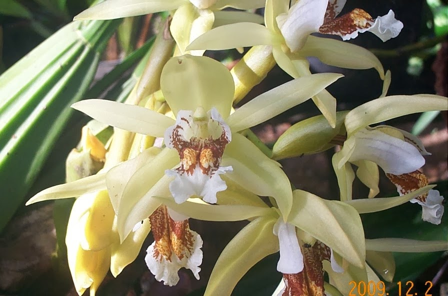 Keanekaragaman Anggrek (Orchid) Indonesia - Geograph88