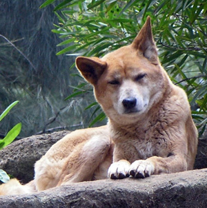 Animal Encyclopedia: Dingo