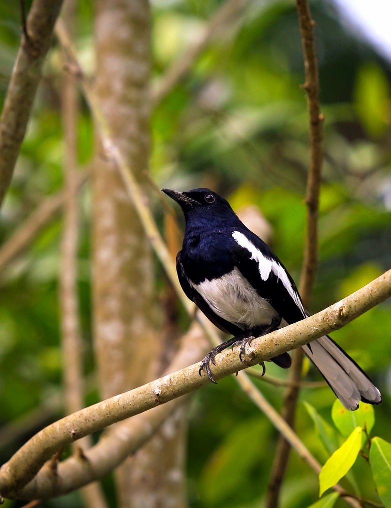 Burung Kacer - Oriental Magpie-Robin (Copsychus saularis) - Ryan Maigan ...