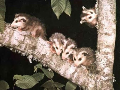 Los Gavirias de Sopetrán: La chucha