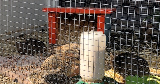 Introducing the Quail to Their New Home