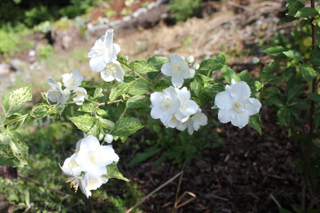 Marits hagedagbok: Hostabed...