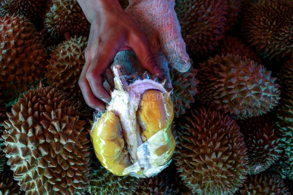 Durian Malaysia pula jadi rebutan antarabangsa - Sayup Gema