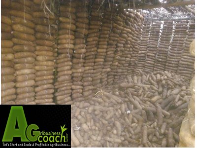 An Expert's guide on making huge profits from yam farming business ...