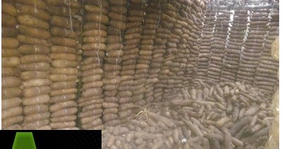 An Expert's guide on making huge profits from yam farming business ...