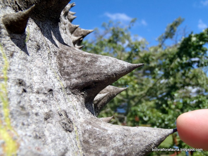 Bolivian Flora y Fauna: ¡Ojo! ¡No trepe a este árbol!