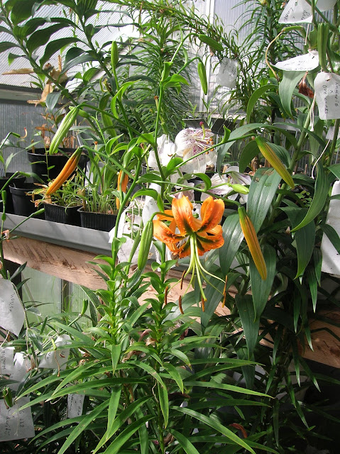 Hermansens lily growing: Lilium Rosthornii