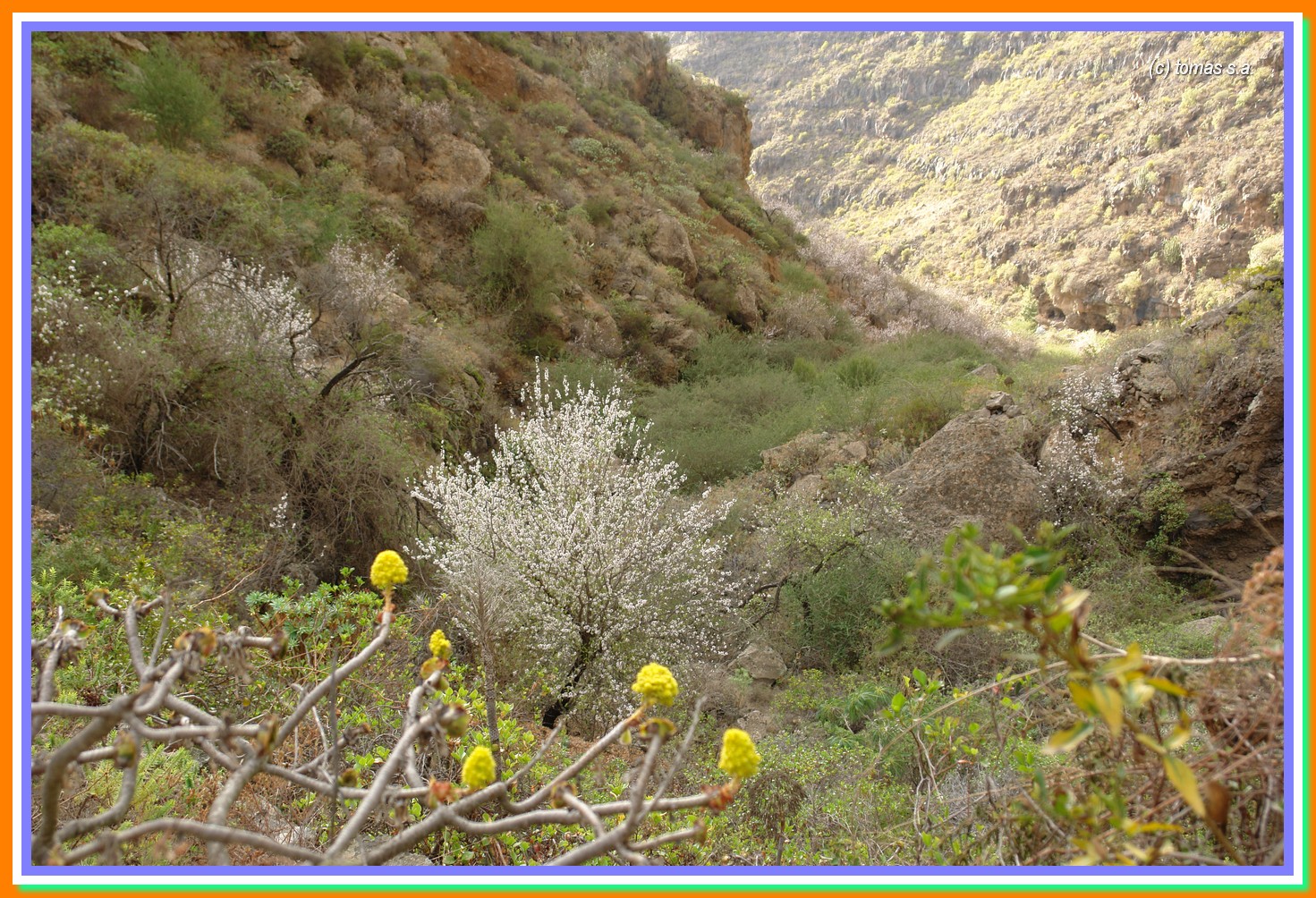 Tenerife senderos......: TENERIFE SENDEROS --GUIA ISORA-- EL JARAL -LAS ...