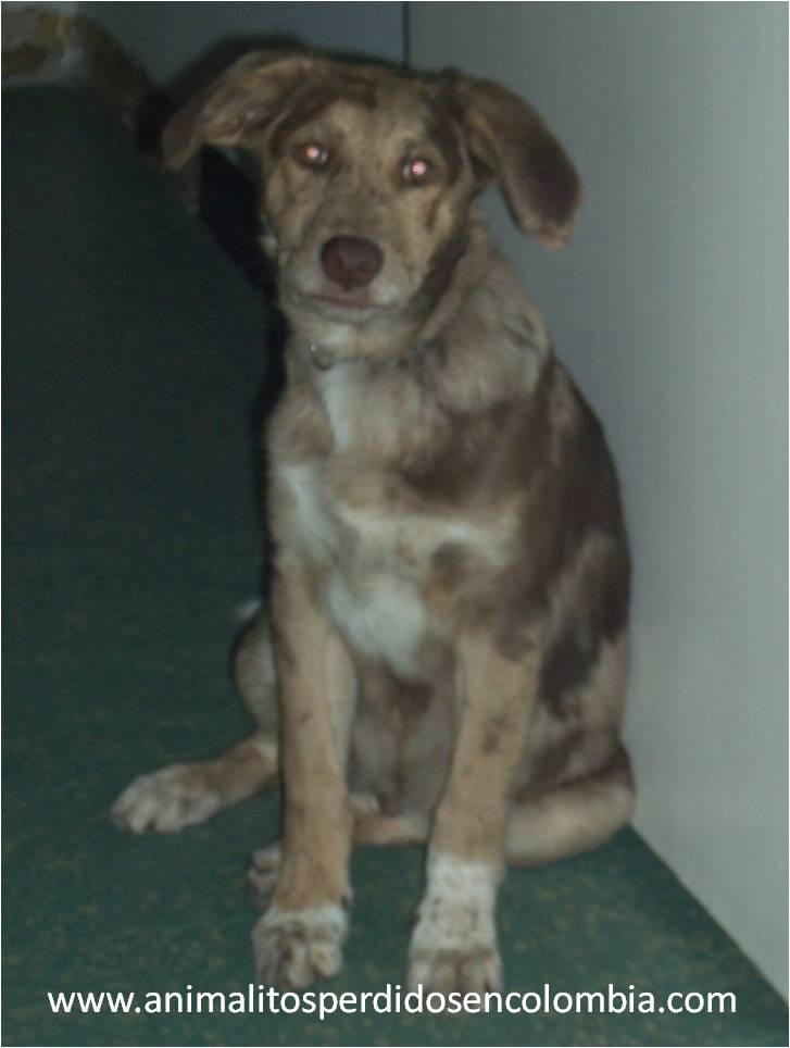 Animalitos Perdidos en Colombia: PERDIDO BOGOTÁ - PERRO CACHORRO ...