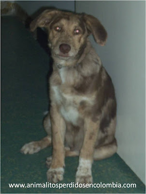Animalitos Perdidos en Colombia: PERDIDO BOGOTÁ - PERRO CACHORRO ...