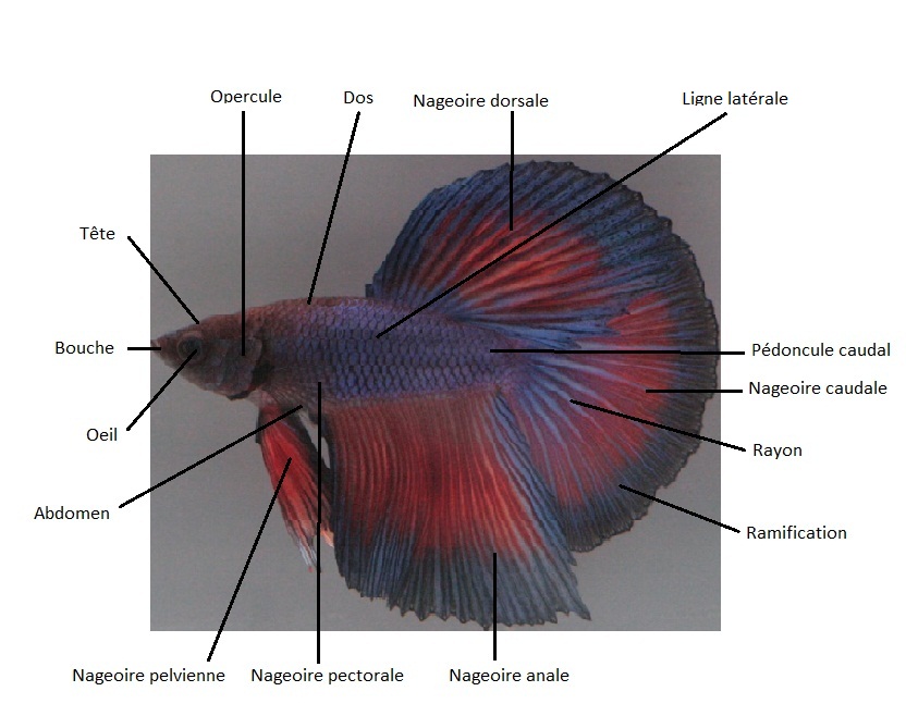Betta Splendens: L’anatomie du betta