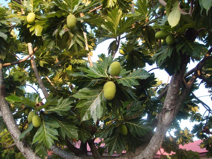Xing Fu: BREADFRUIT (SUKUN)