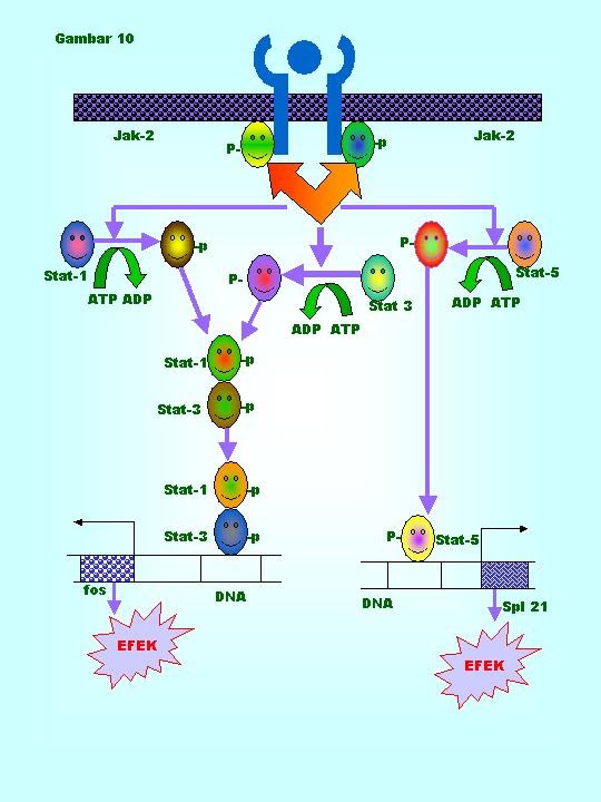 Mekanisme Transduksi Sinyal Kimia