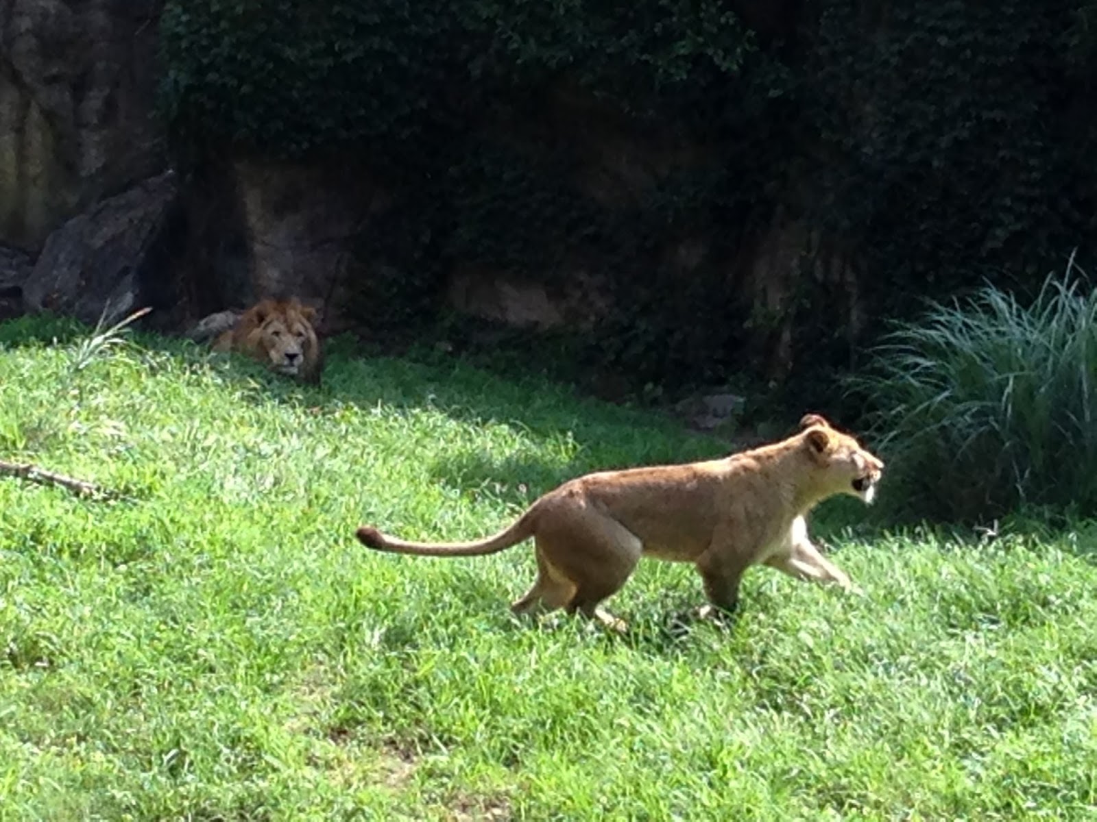 LivelyRV: North Carolina Zoo Visit