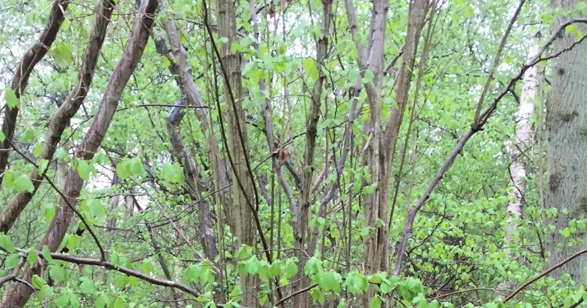 Blog | Josie Hewitt Photography: Foxley Wood