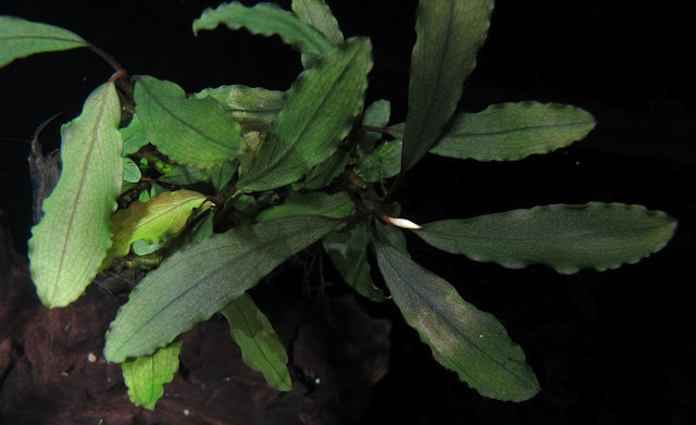 endemic plants: Bucephalandra sp. Red Green Velvet Daerah Melawi, West ...