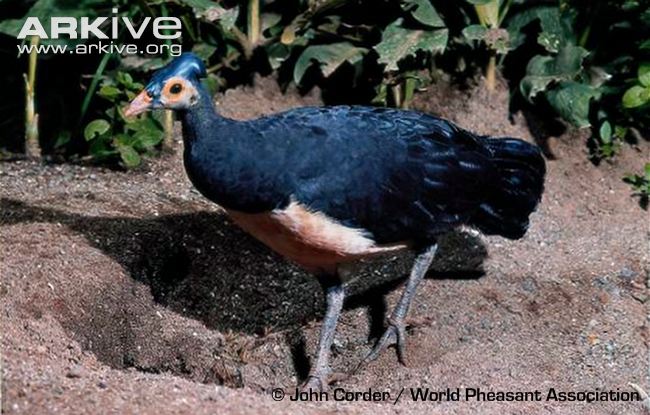 TULISAN arkeolog: Fauna Aves (part 1)