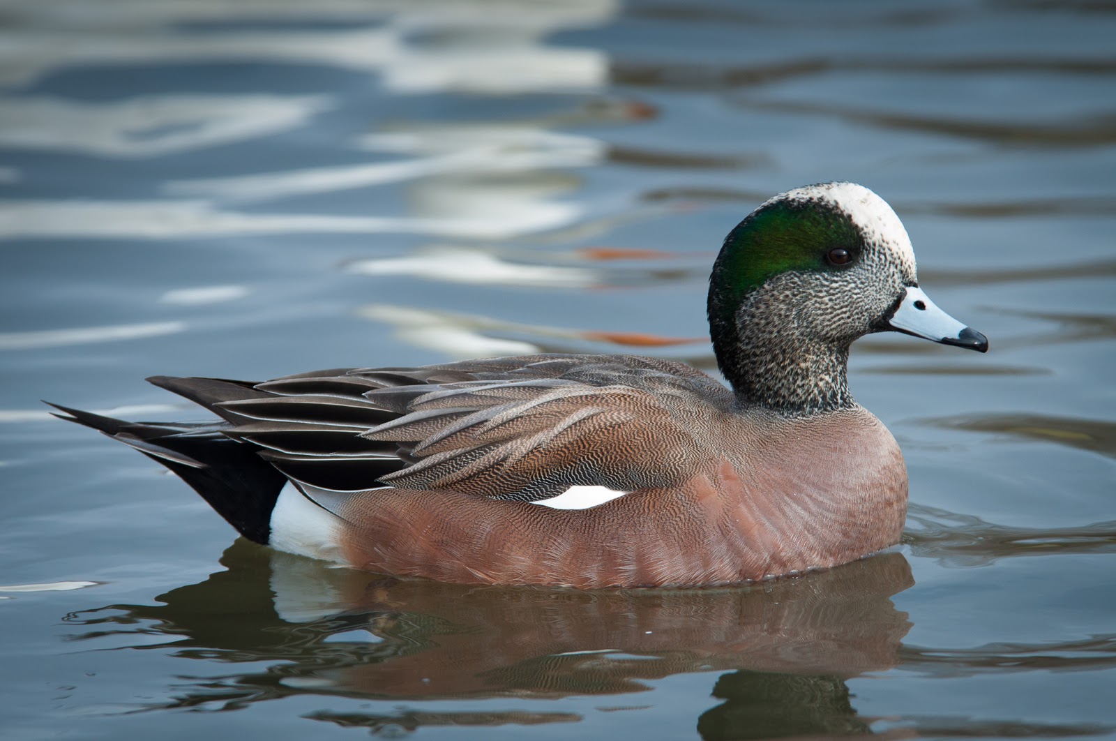 A Tree Falling: Centennial Park Ducks