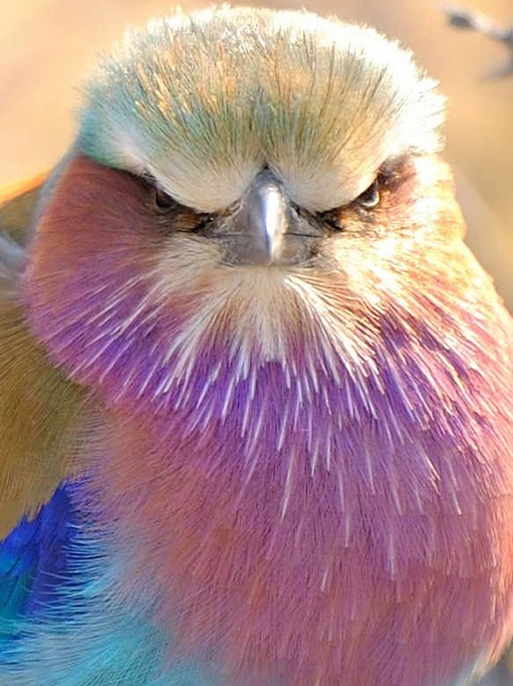 chippep: UNUSUAL BIRDS