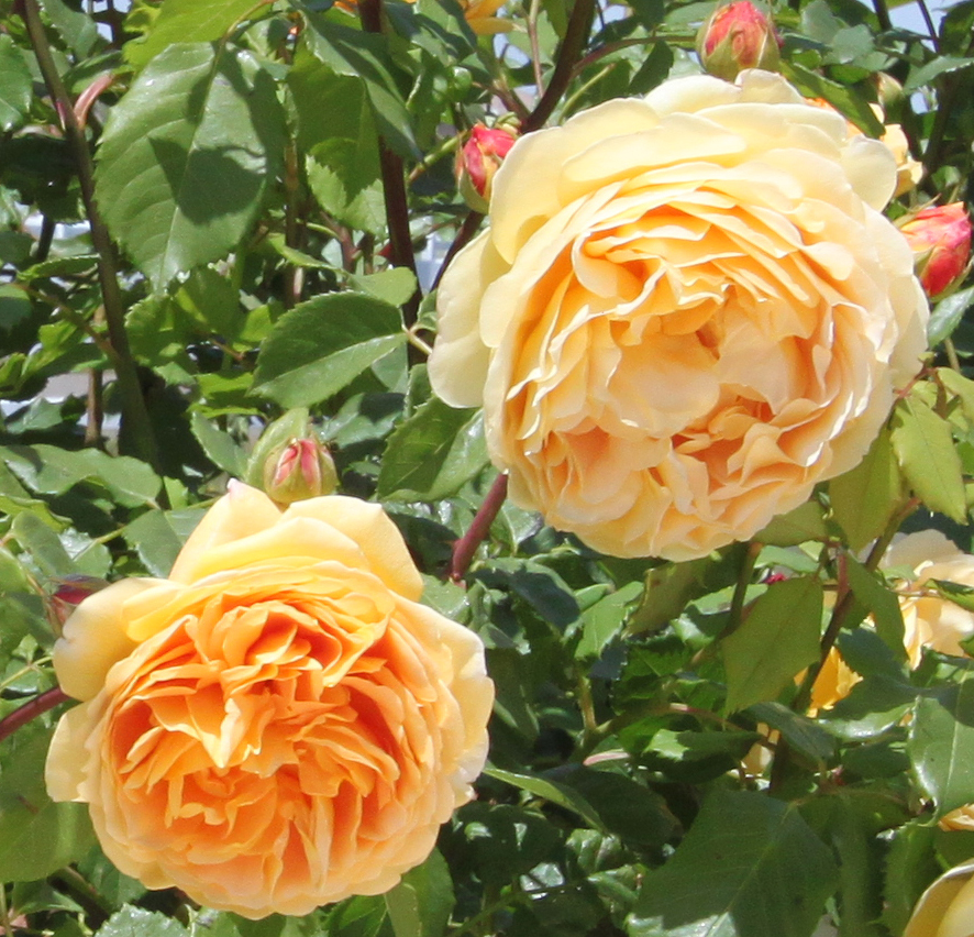 Antique Style: Roses!