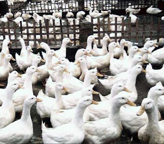 BUDIDAYA BEBEK DAN MANFAATNYA | LiveStock96