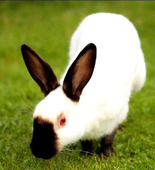 Jenis Jenis Kelinci dan Ciri Ciri nya - Beternak Kelinci