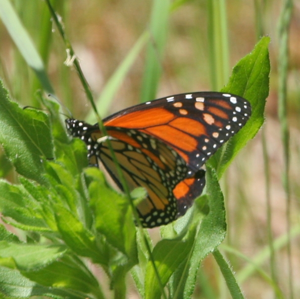 It's a Wild Life: Monarchs rule