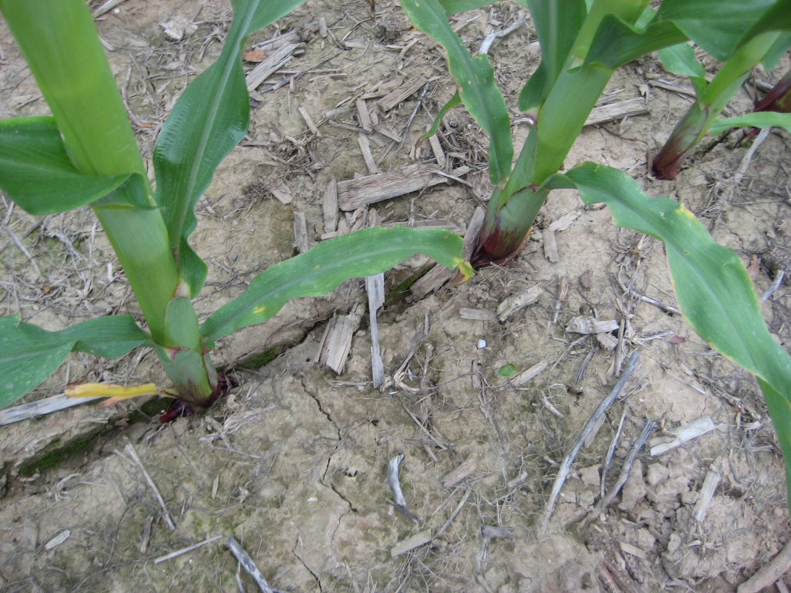 Grain Crops Update: Resist Mudding in Corn... or at Least Try to ...