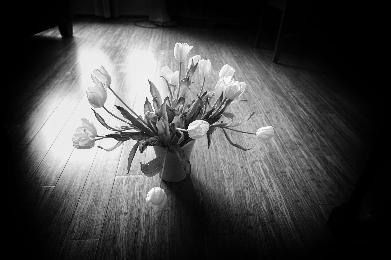 Carla Dyck Photography: Shadow's Shape and Shadows Shape