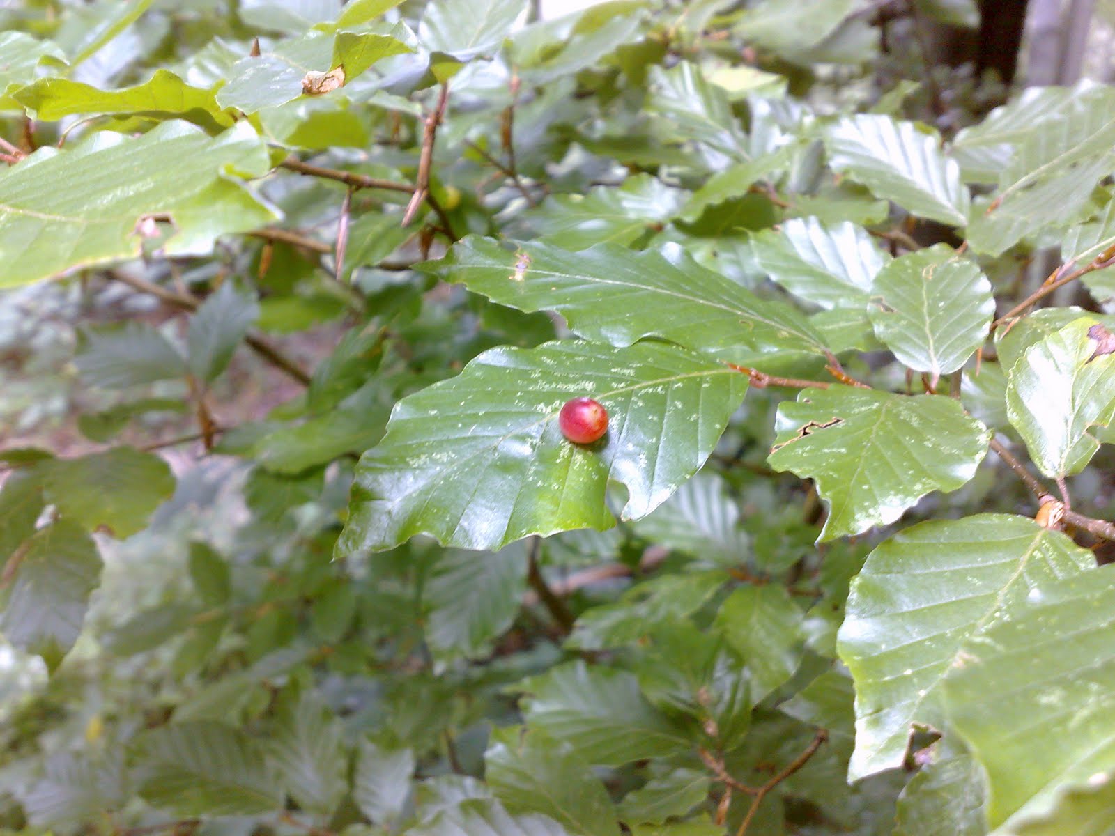 Árboles con alma: Haya. Faig. (Fagus sylvatica)
