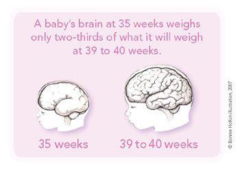 HypnoBirthing New York: Baby Brain Week 35 and Week 39