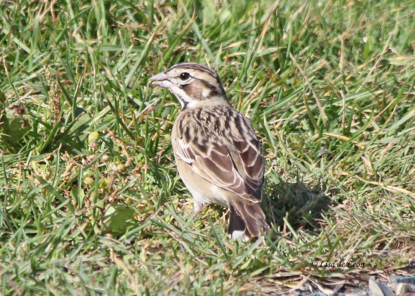 Birding with Lisa de Leon: Lark Sparrow