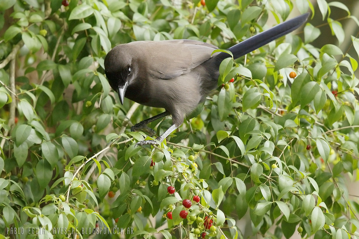 mis fotos de aves: Cyanocorax cyanomelas Urraca Morada Purplish Jay