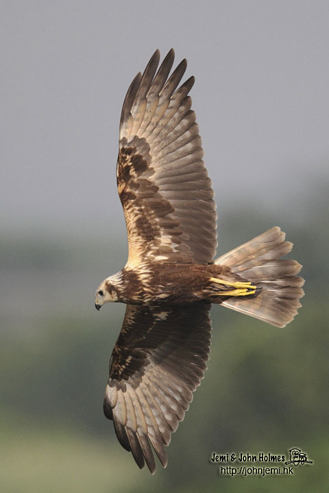 John's Hong Kong Birding: Eastern Marsh Harriers at Mai Po, Hong Kong