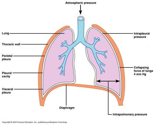 The Right Place To Get Health Reverences: Airway Resistance