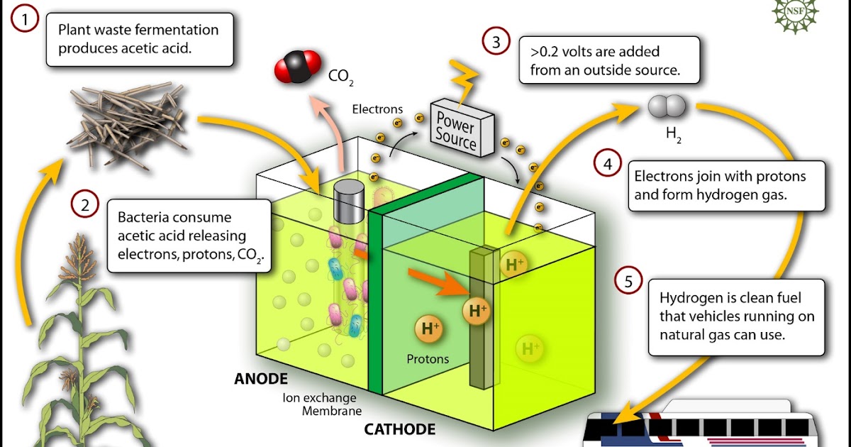 Mengenal Microbial Fuel Cell teknologi penghasil listrik - Teh Kopi