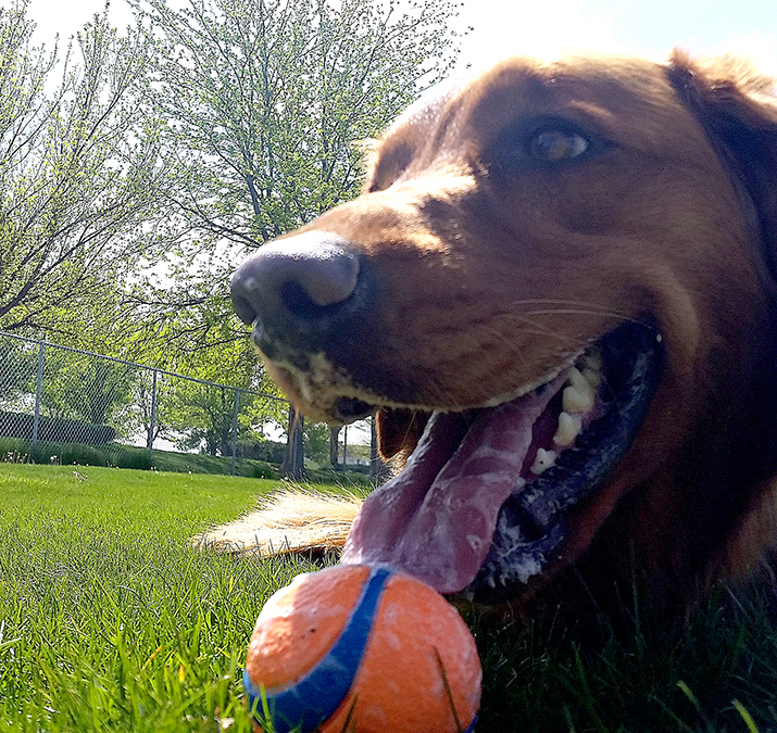Happy Dog, Happy Life ~ Life with Lolo