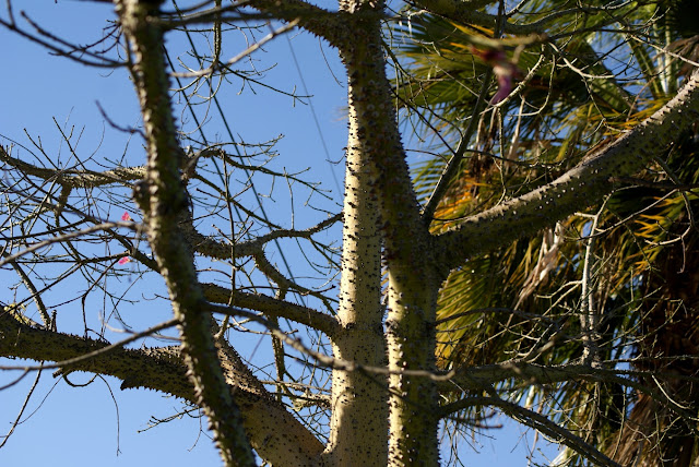 A photo, A thought............: Observation: Visual appeal of leafless ...