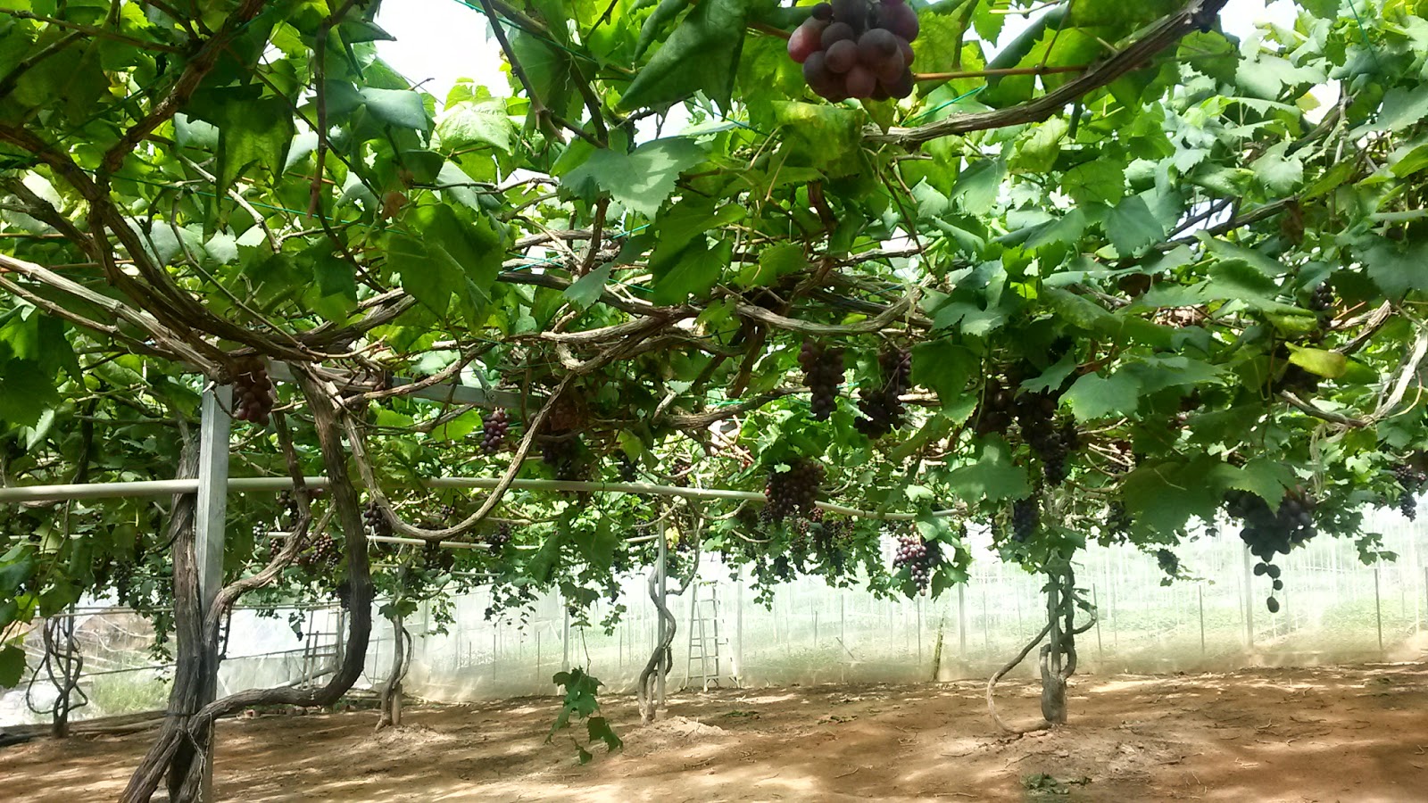 Cheq Da: Ladang Anggur CH 2015