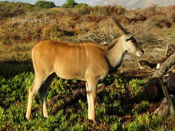 Send in the eland