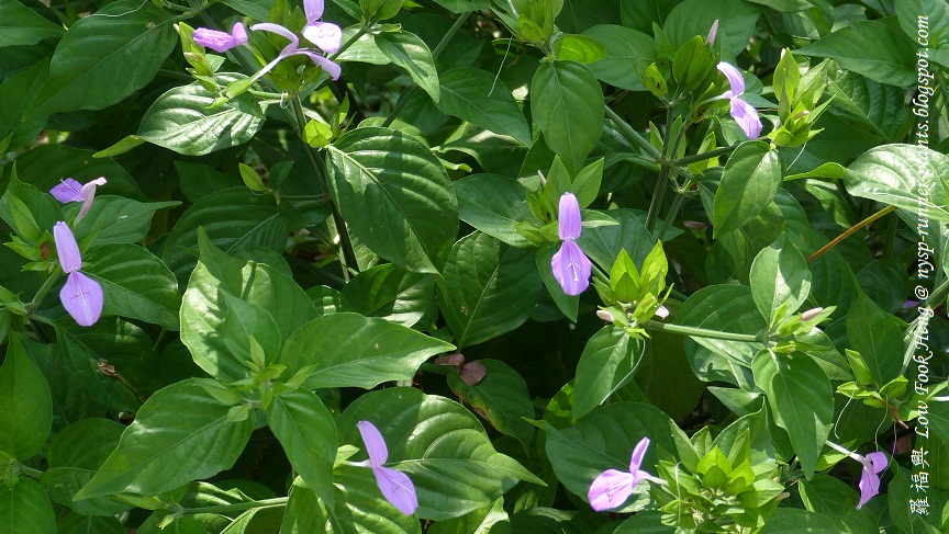 馬來西亞熱帶雨林: Peristrophe 觀音草屬