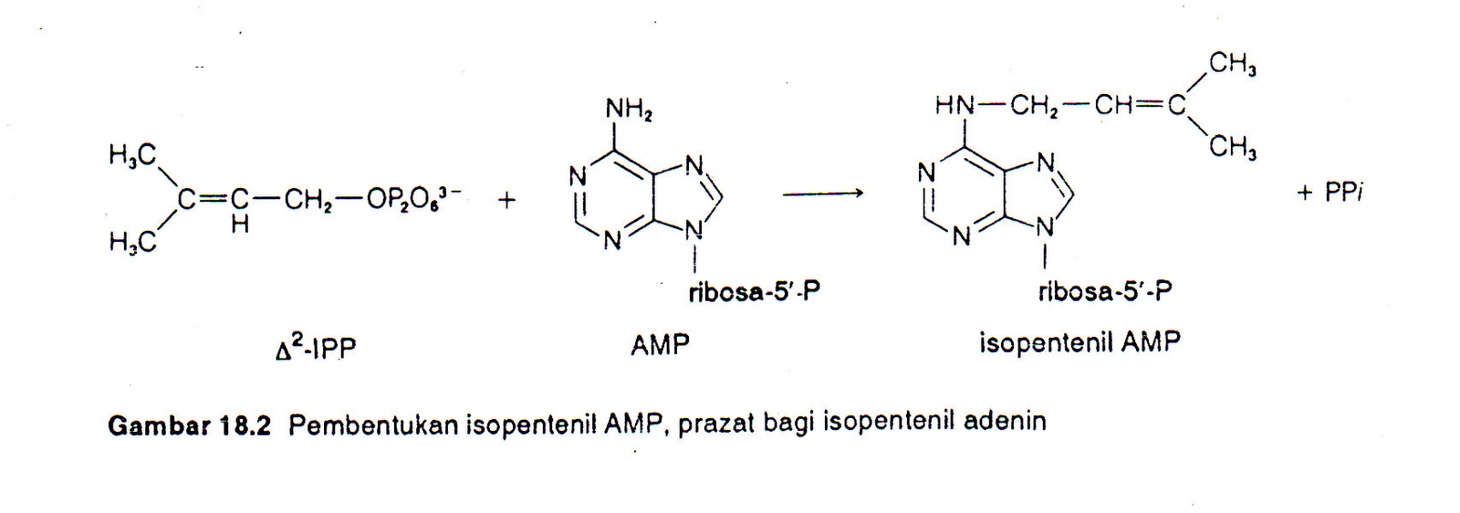 Goth id: HORMON SITOKININ