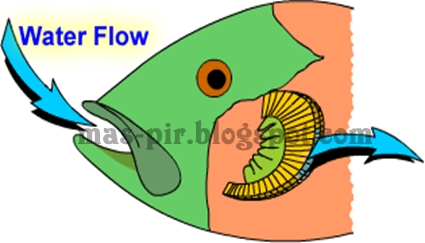 Fakta Menarik tantang Insang selain Berfungsi sebagai Organ Pernapasan ...