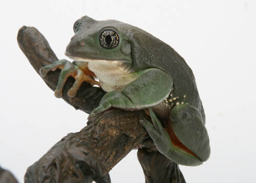 Reptilex: Pachymedusa dacnicolor