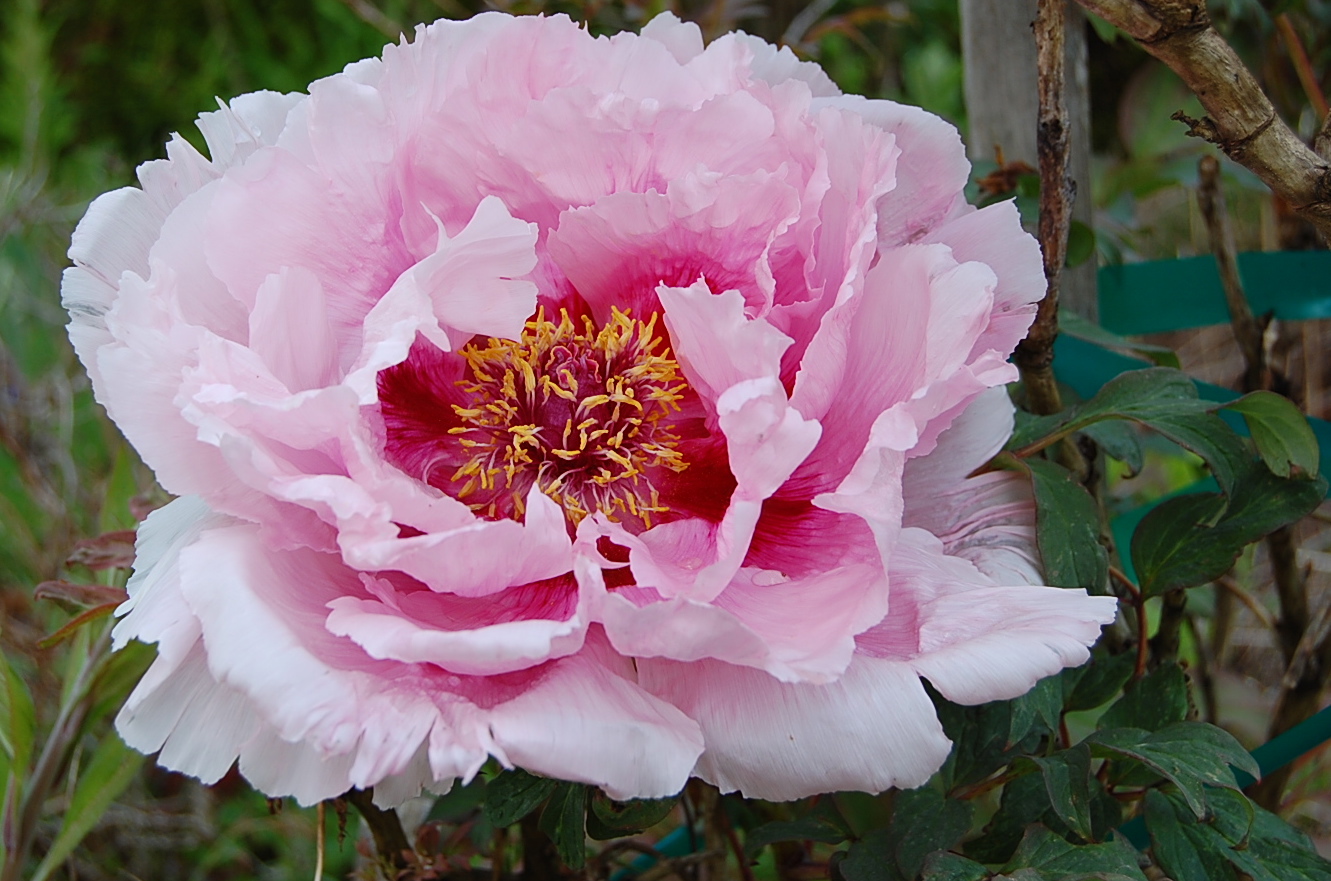 saltbox treasures: Pretty Pink Peonies